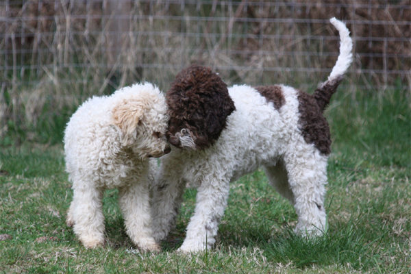 Home of Canada's #1 Lagotto Romagnolo breeder since 2012